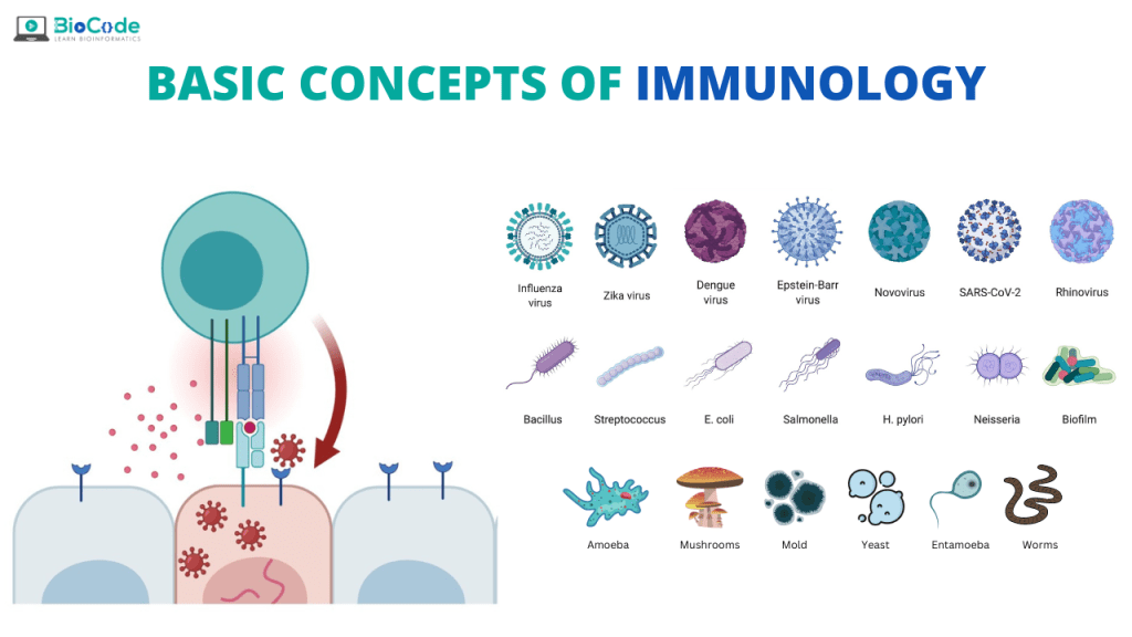 Basic Concepts of Immunology – BioCode