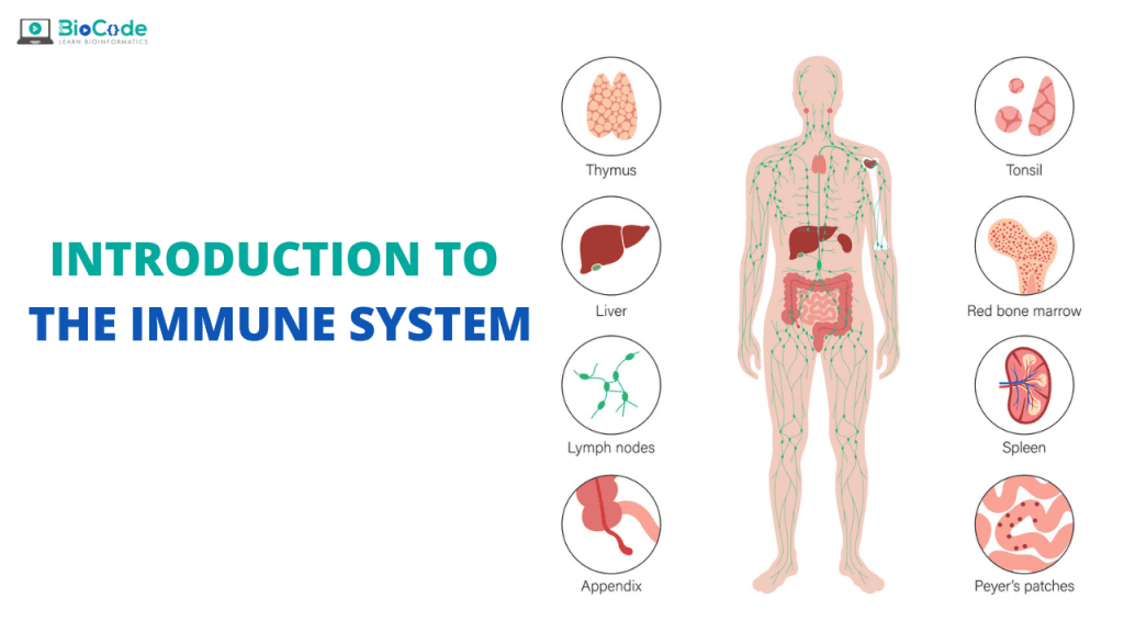 Introduction to Immune System – BioCode