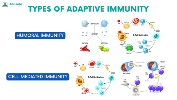 Types of Adaptive Immunity – BioCode