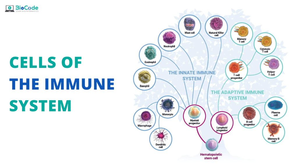 Cells of the Immune System – BioCode