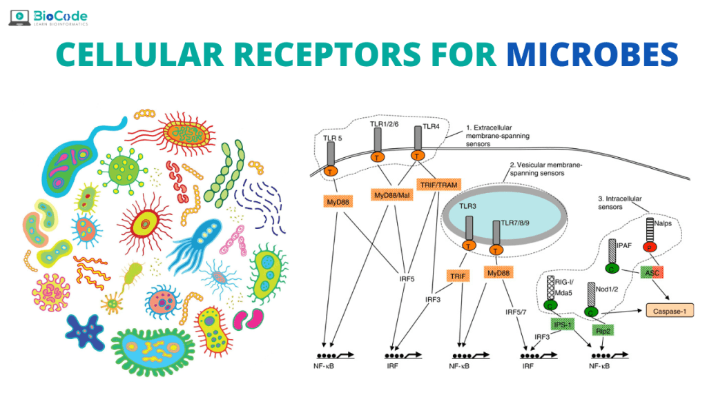 Cellular Receptors for Microbes – BioCode
