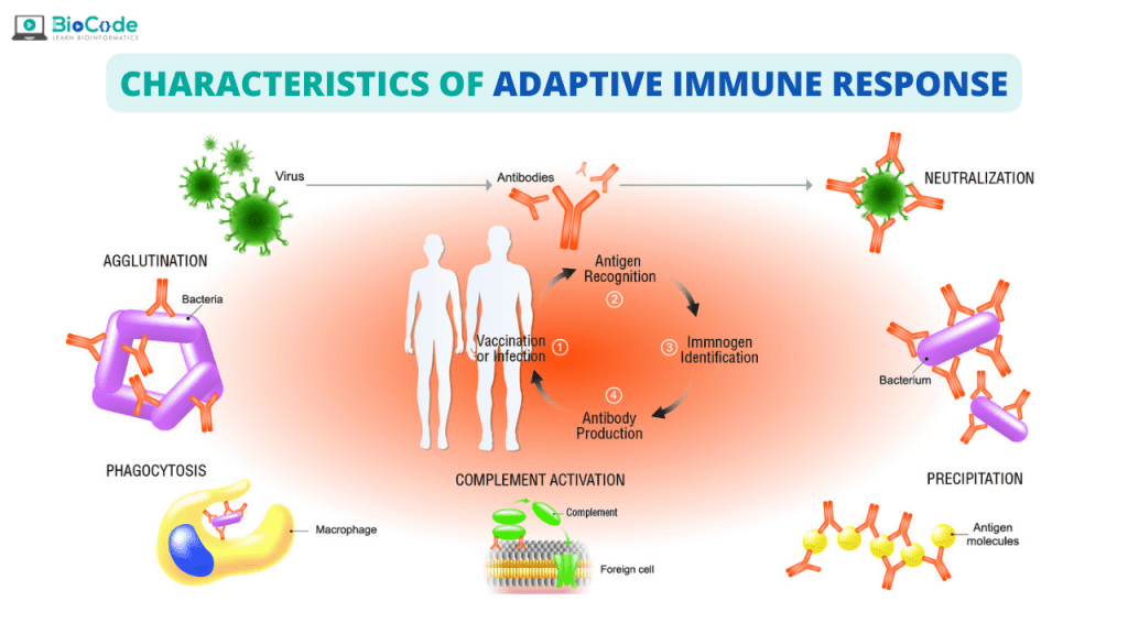 Characteristics of Adaptive Immune Response – BioCode