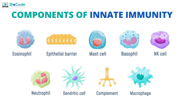 Components Of Innate Immunity – BioCode Learn. SaaS. Research