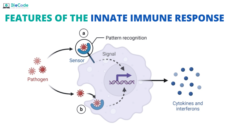 Features of the Innate Immune Response – BioCode
