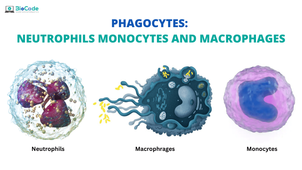 Phagocytes – BioCode