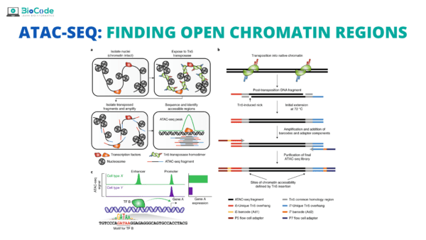 ATAC-Sequencing – BioCode