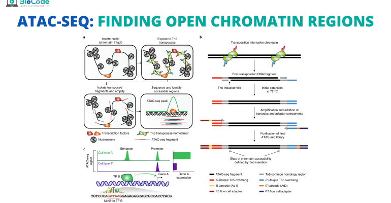 ATAC-Seq: Finding Open Chromatin Regions - BioCode ATAC-Seq: Finding Open Chromatin Regions - BioCode
