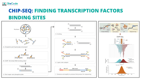 ChIP-Seq: Finding Transcription Factor Binding Sites – BioCode ChIP-Seq: Finding Transcription Factor Binding Sites – BioCode