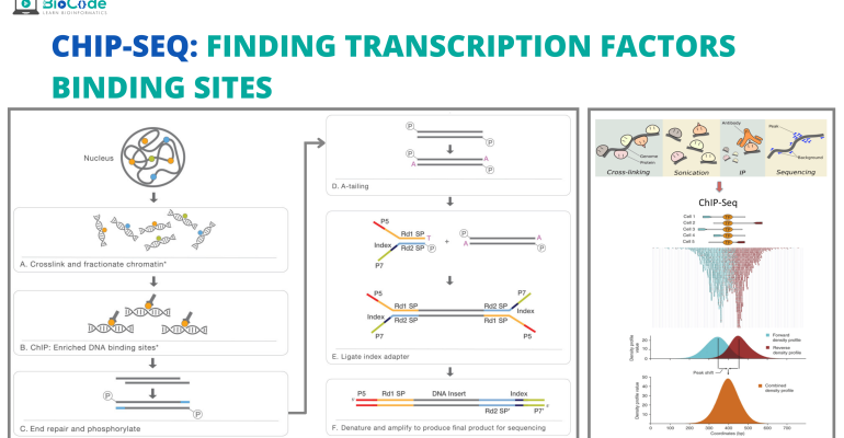 ChIP-Sequencing – BioCode