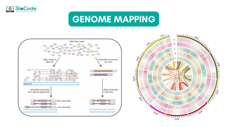 Genome Mapping – BioCode