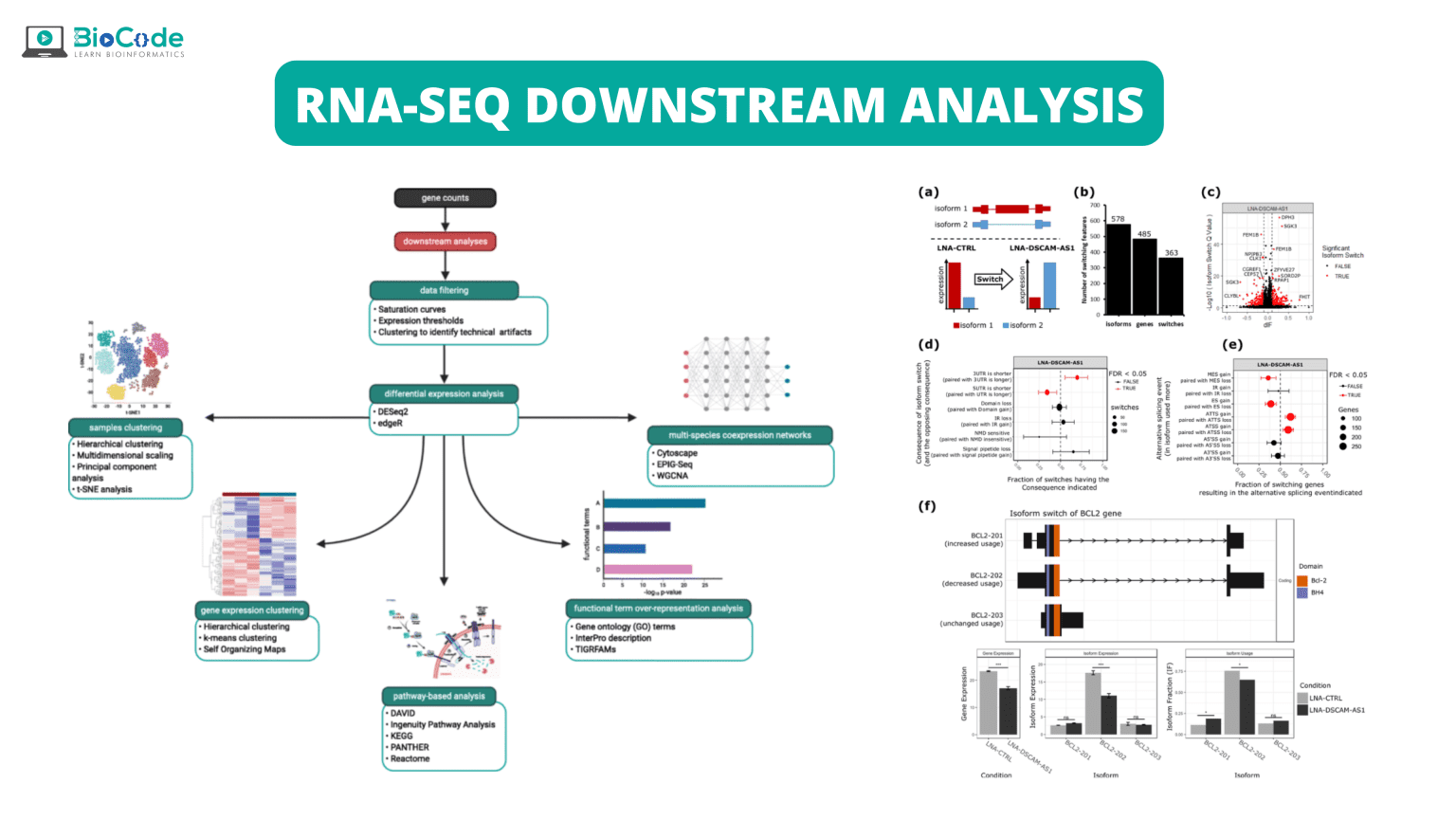 What is RNA-Seq Downstream Analysis – BioCode
