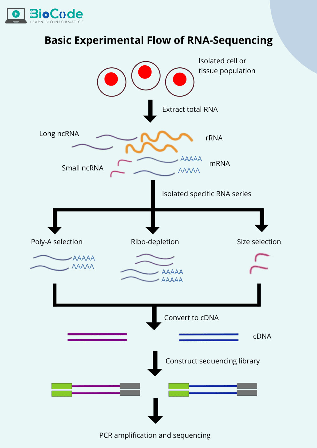 What is RNA-Seq Downstream Analysis – BioCode