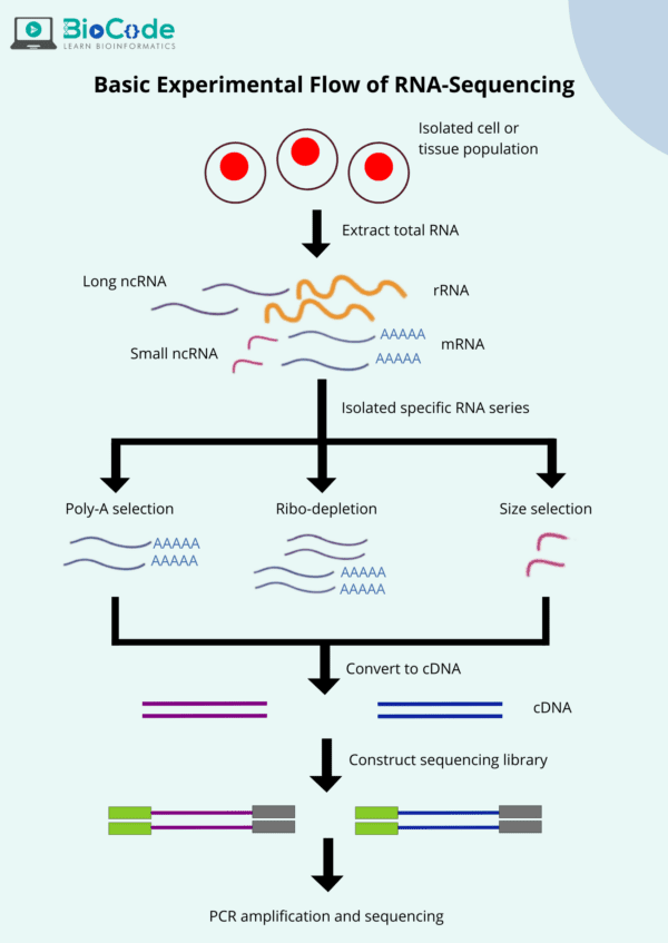 What is RNA-Seq Downstream Analysis – BioCode