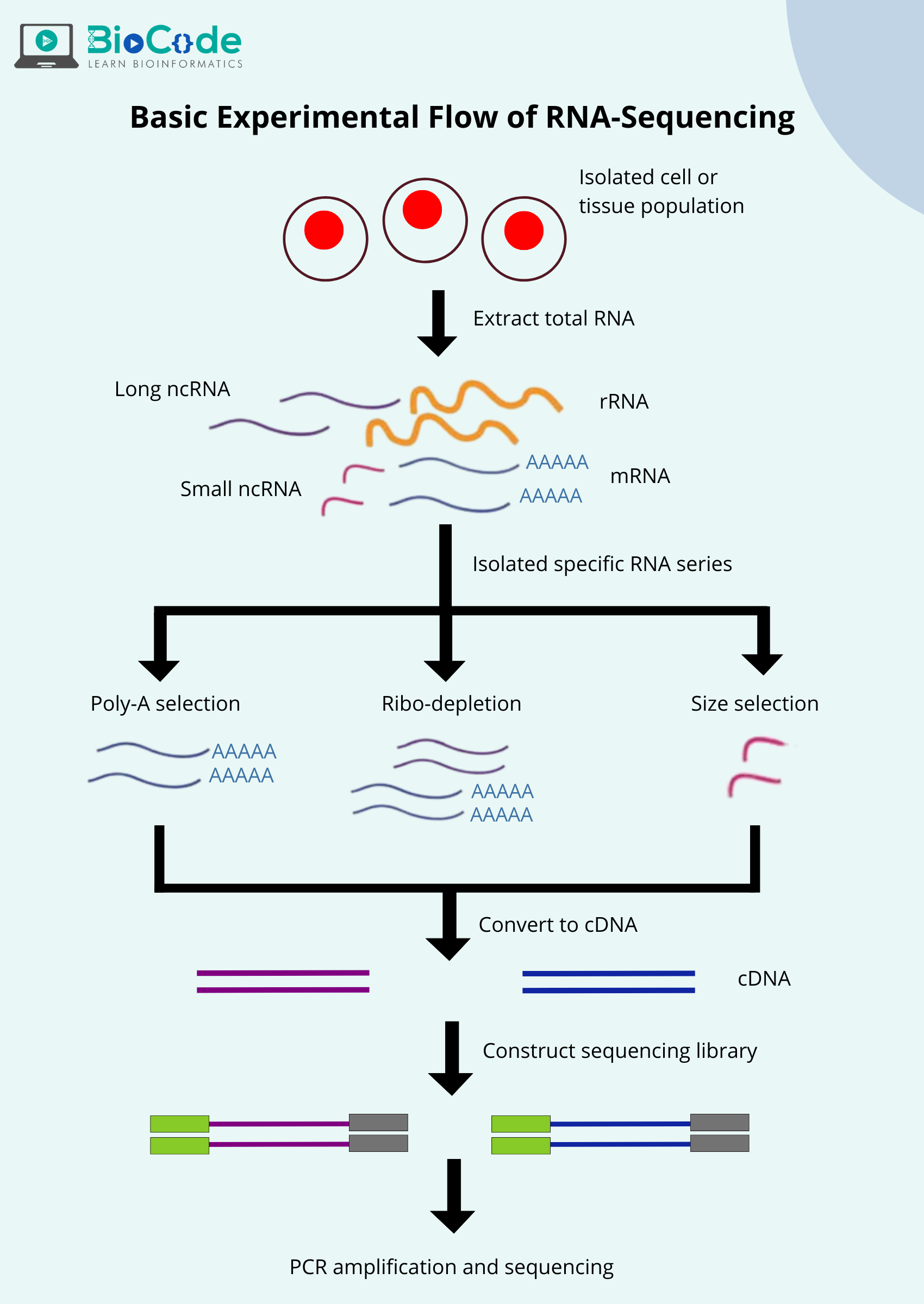 What is RNA-Seq Downstream Analysis – BioCode