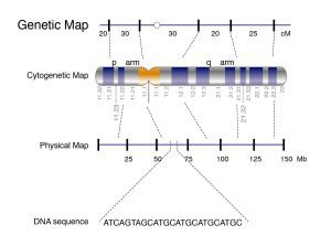 What is Genome Mapping and What Alignment Tools are There? – BioCode