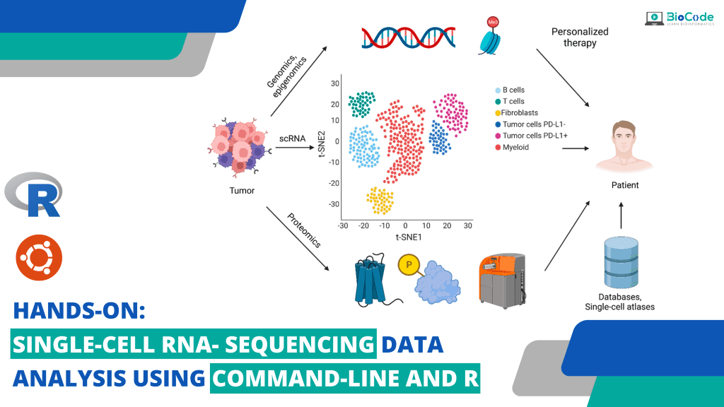 Hands On Single Cell Rna Sequencing Data Analysis Using Command Line And R Complete Training