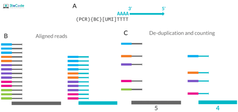 Session 4 New – BioCode