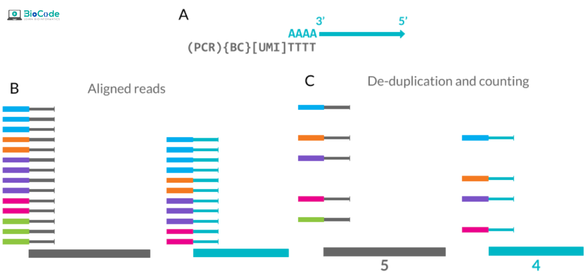 Session 4 New – BioCode