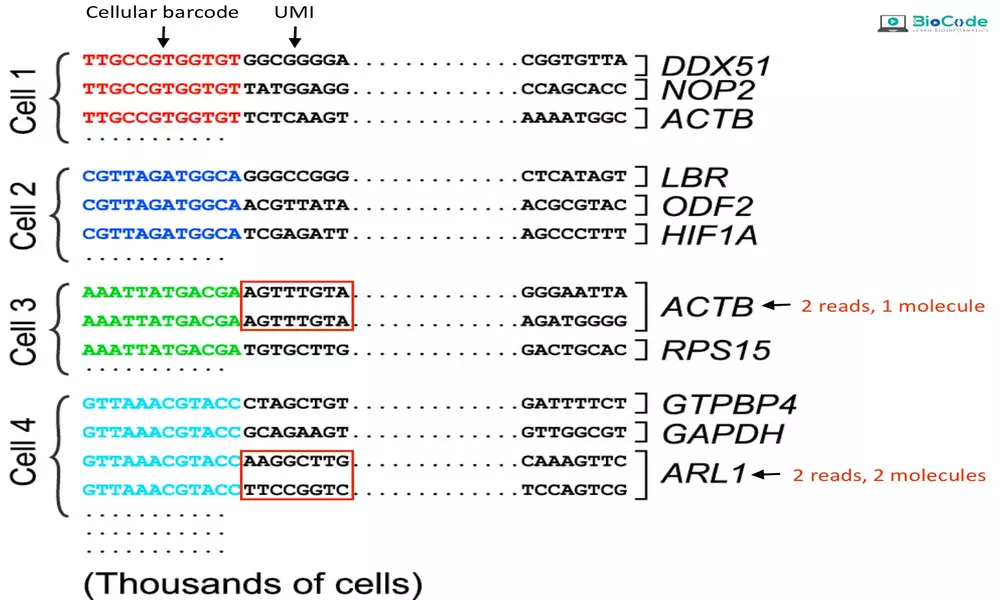 Session 4 – BioCode