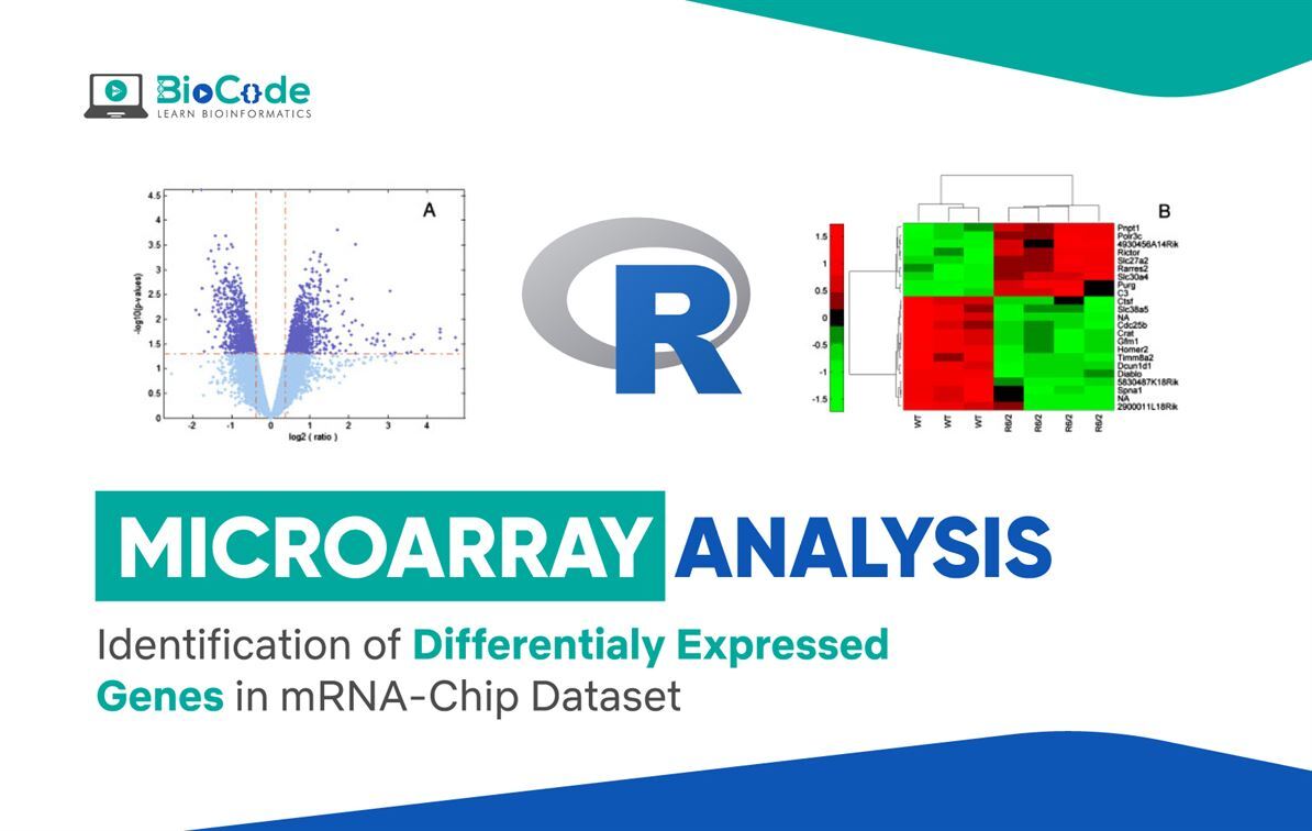 MicroArray Analysis | BioCode: Learn Bioinformatics MicroArray Analysis | BioCode: Learn Bioinformatics