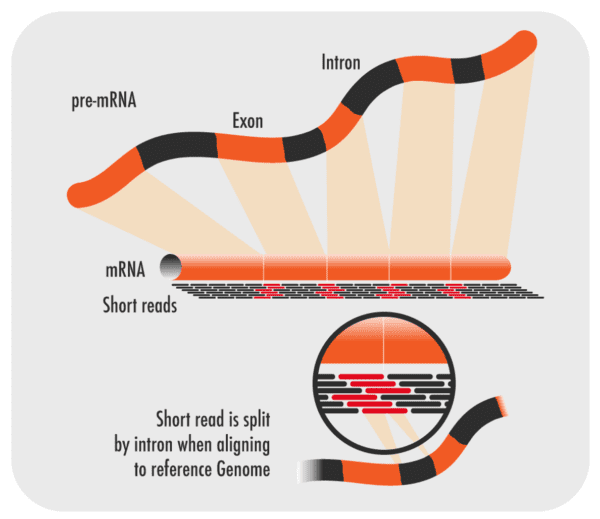 Decoding The Transcriptome A Comprehensive Guide To Rna Seq Analysis And Applications Biocode