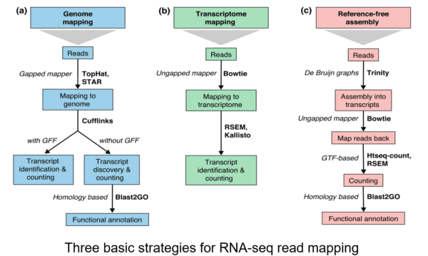 Decoding The Transcriptome A Comprehensive Guide To Rna Seq Analysis And Applications Biocode