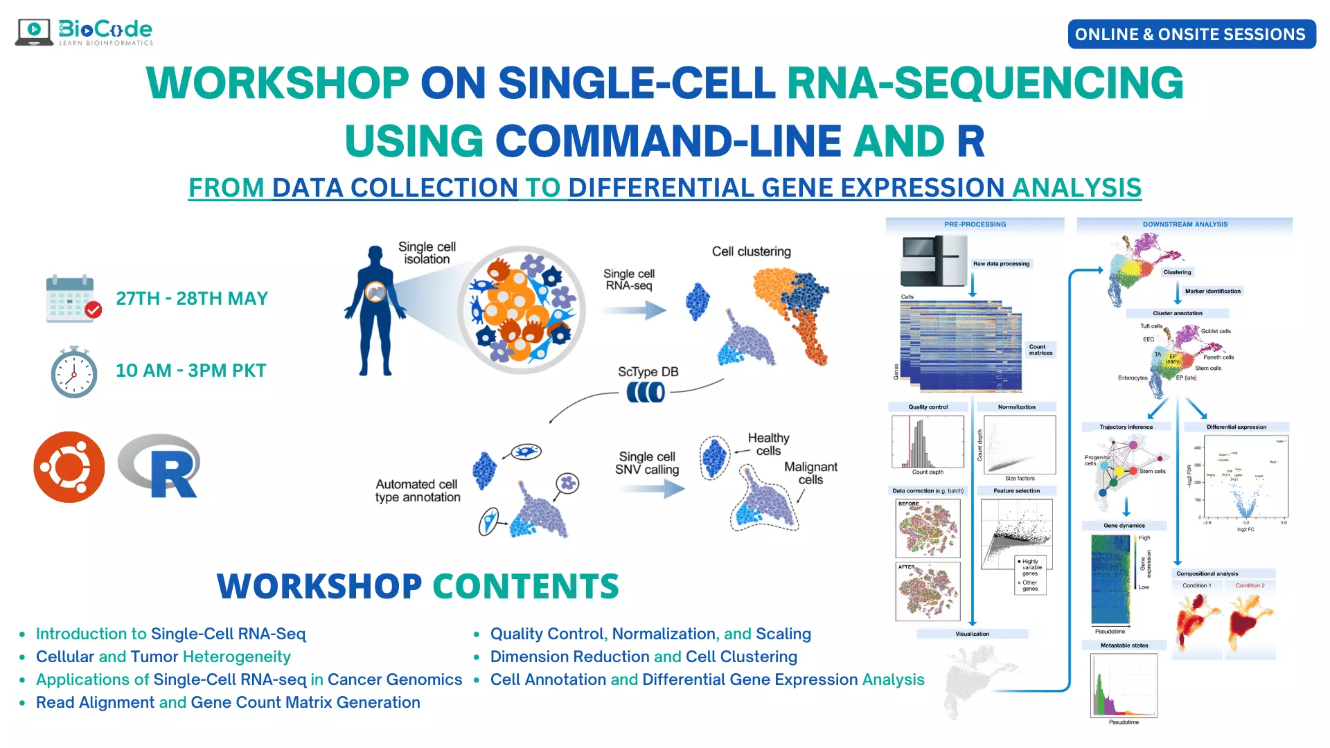 Workshop-Thumbnail-for-Single-Cell-RNA-Sequencing-Using-Command-Line-and-R-May.webp – BioCode